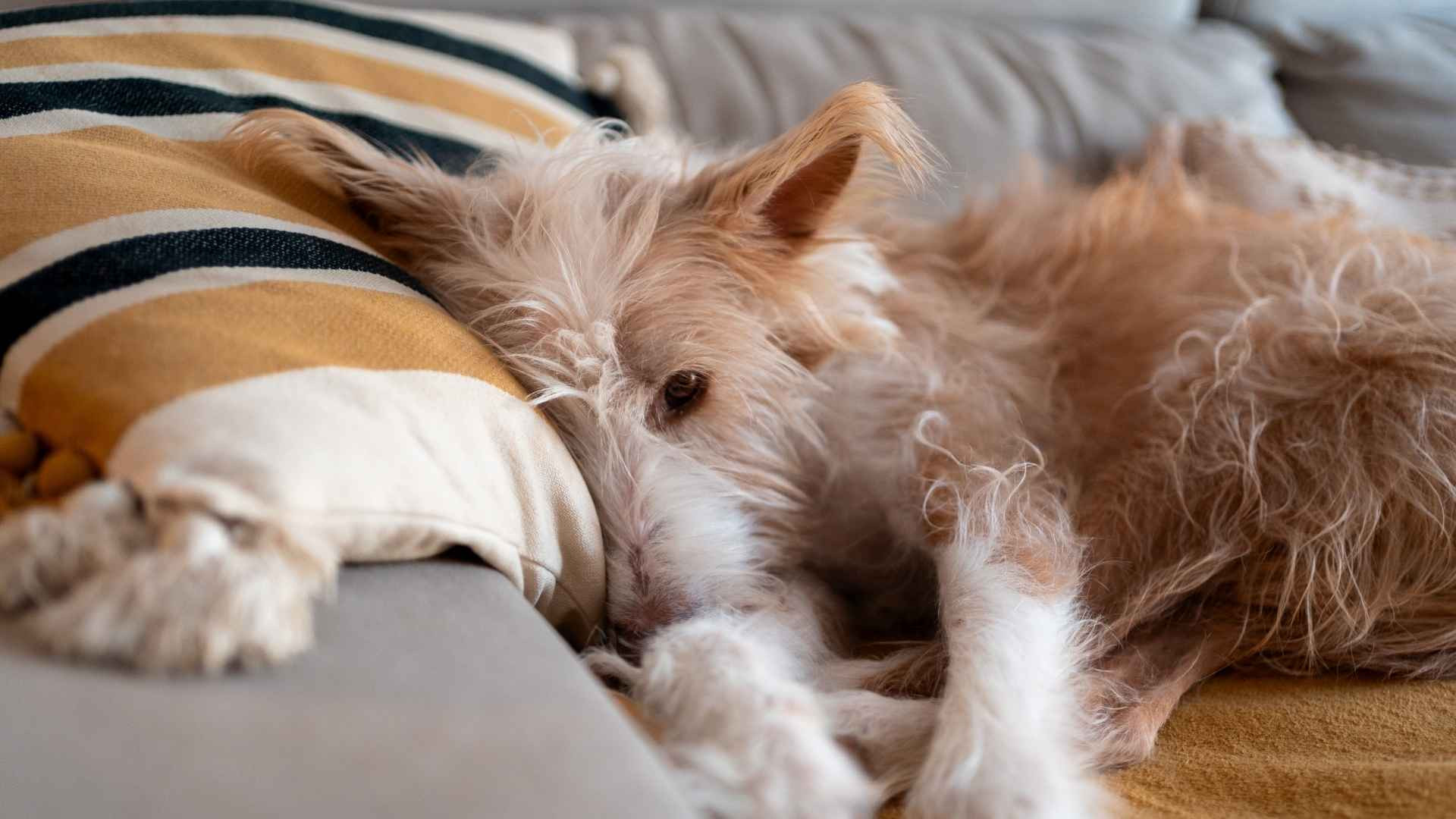 Prohibited foods for dogs with kidney failure